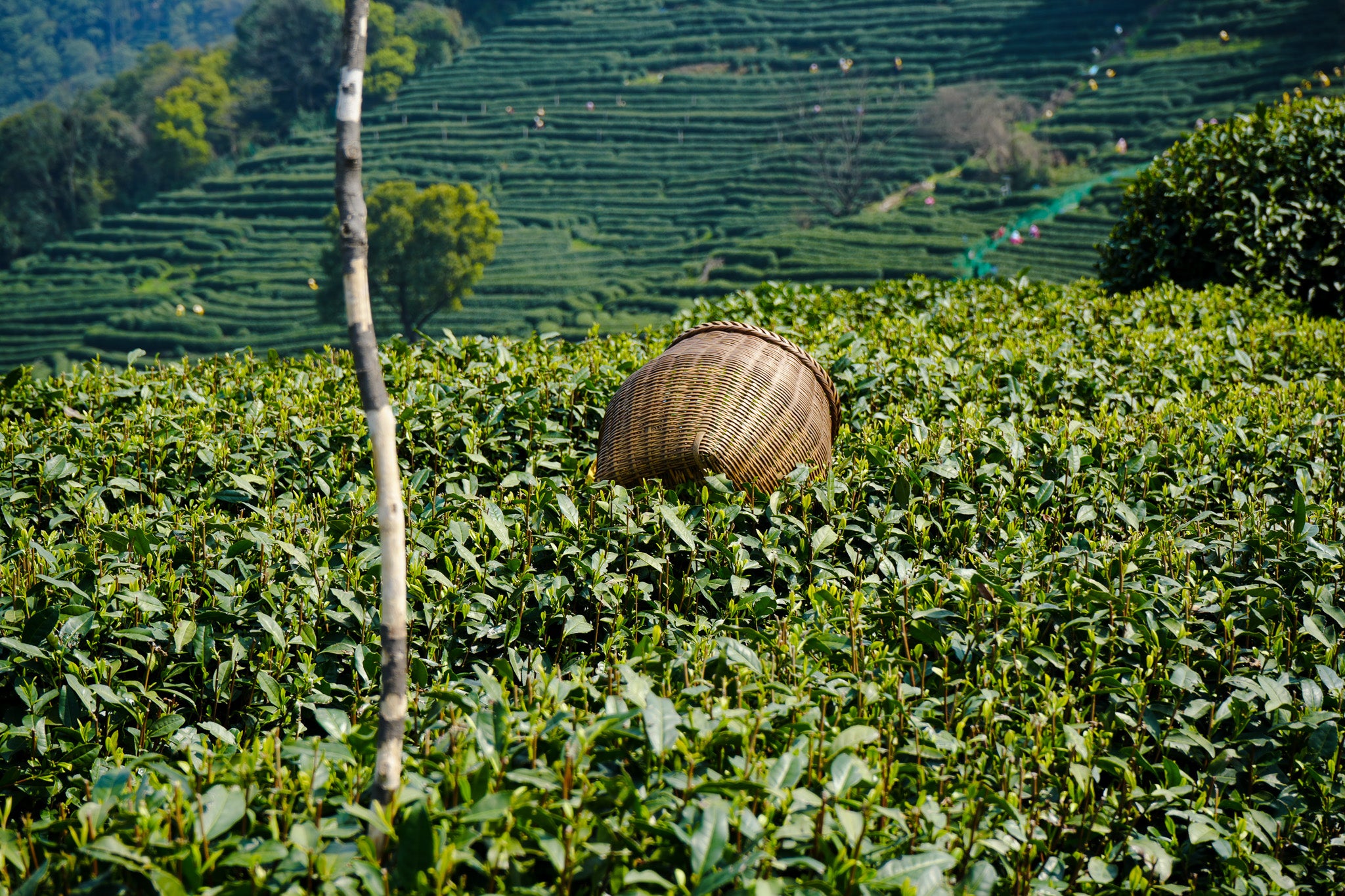 The Tale of Two Long Jings (Dragon Well): – Cha Moods